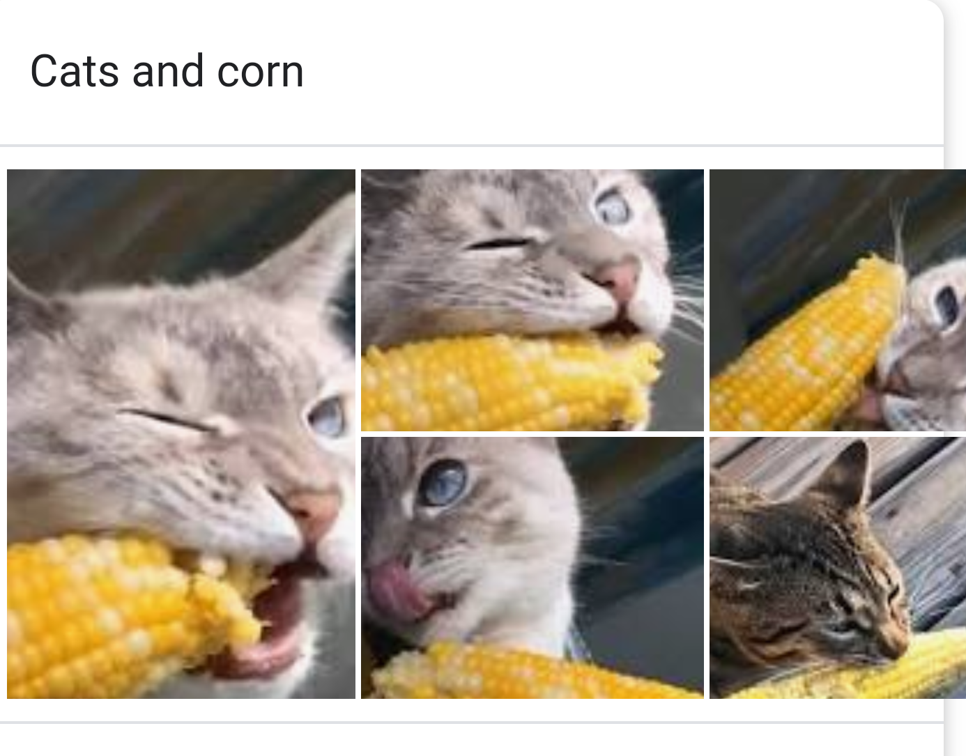 Corn | Scrolller