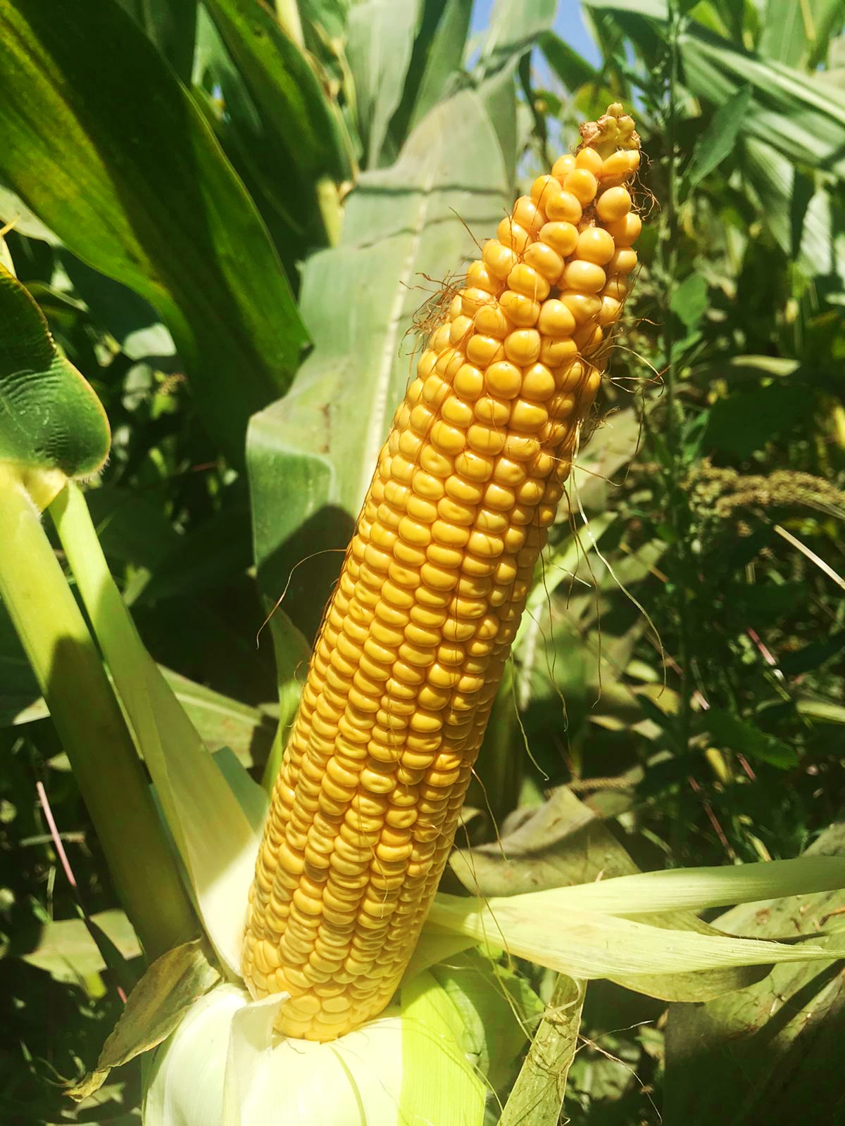 Corn is ready to harvest. | Scrolller