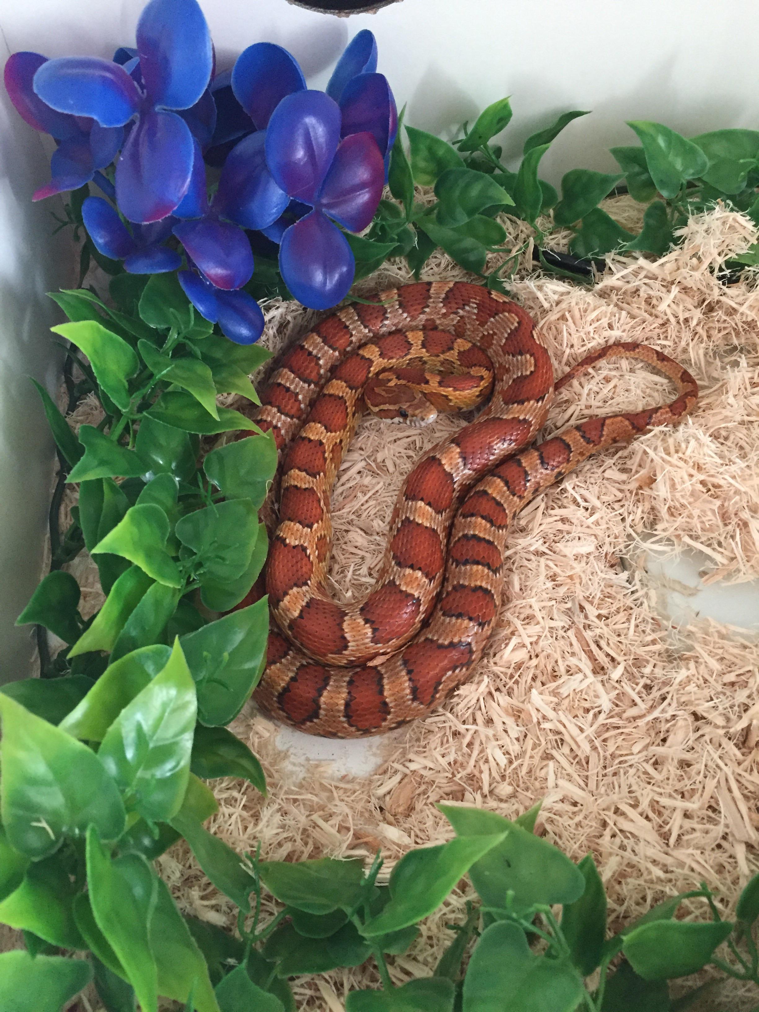 💗 corn snake heaven 💗 | Scrolller