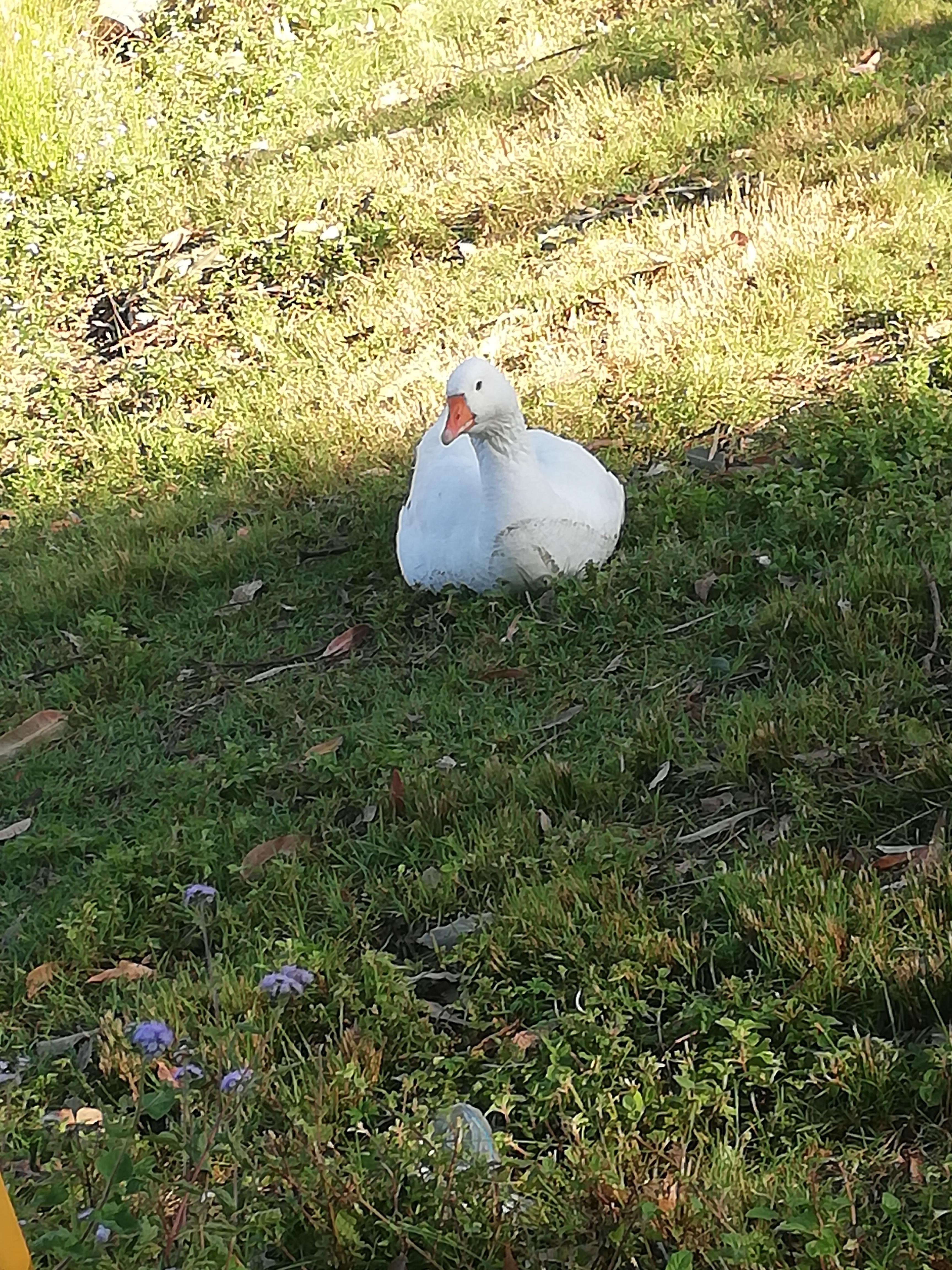 Cornelius has turned into a blob! | Scrolller