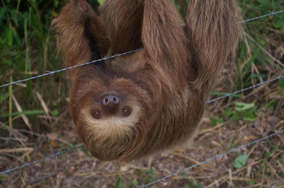 Costa Rican Sloth | Scrolller