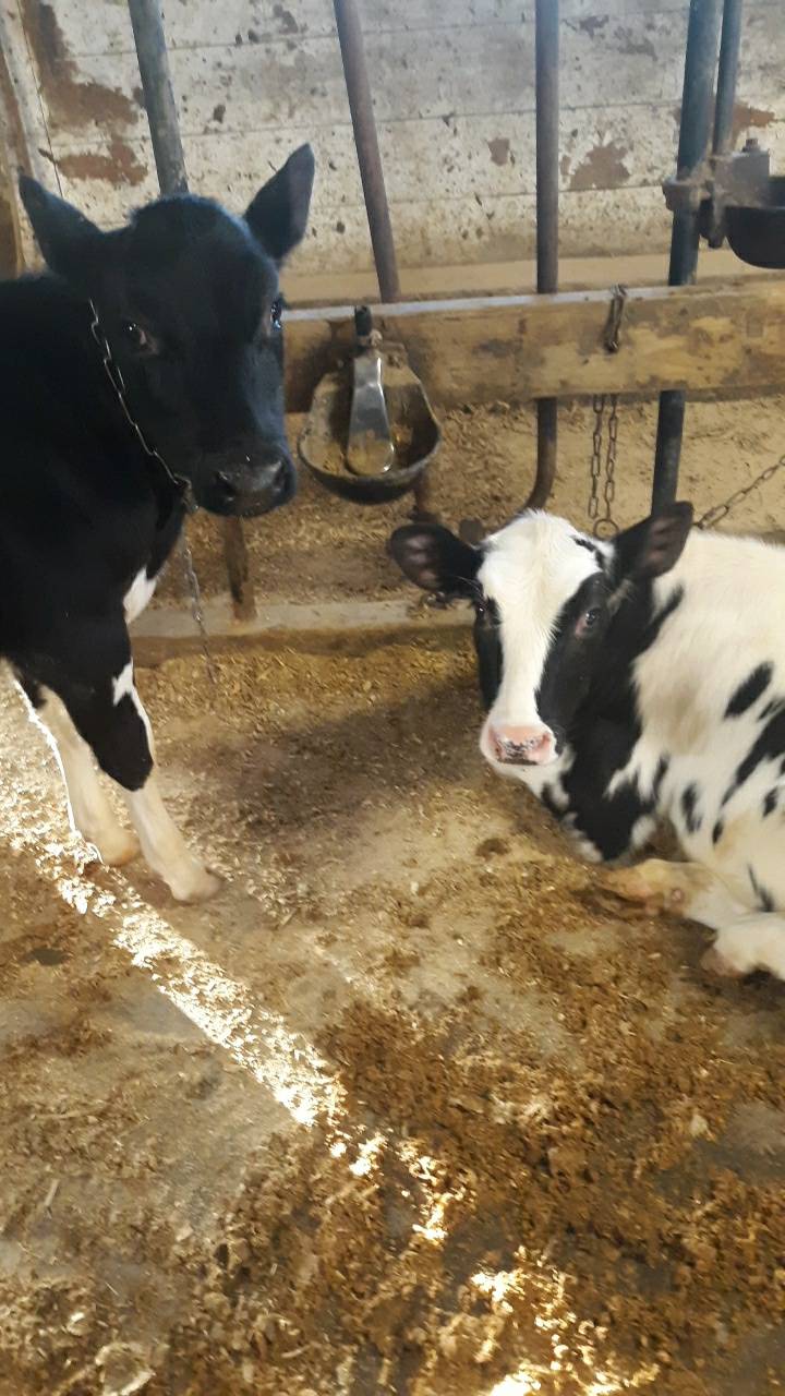 Couple of calves | Scrolller