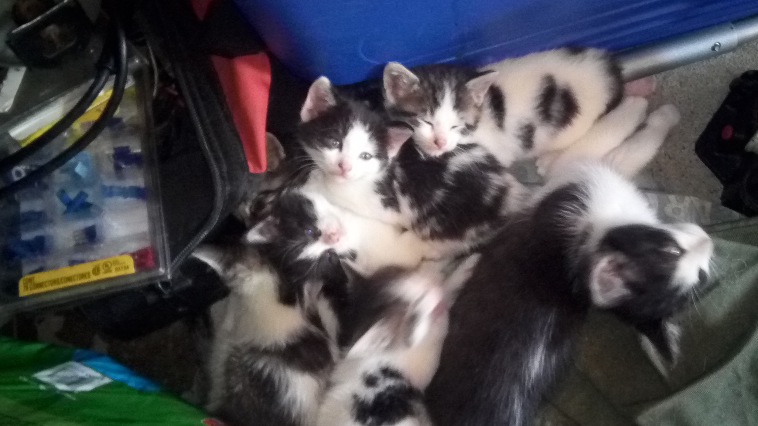 Cow Kitty Puddle | Scrolller