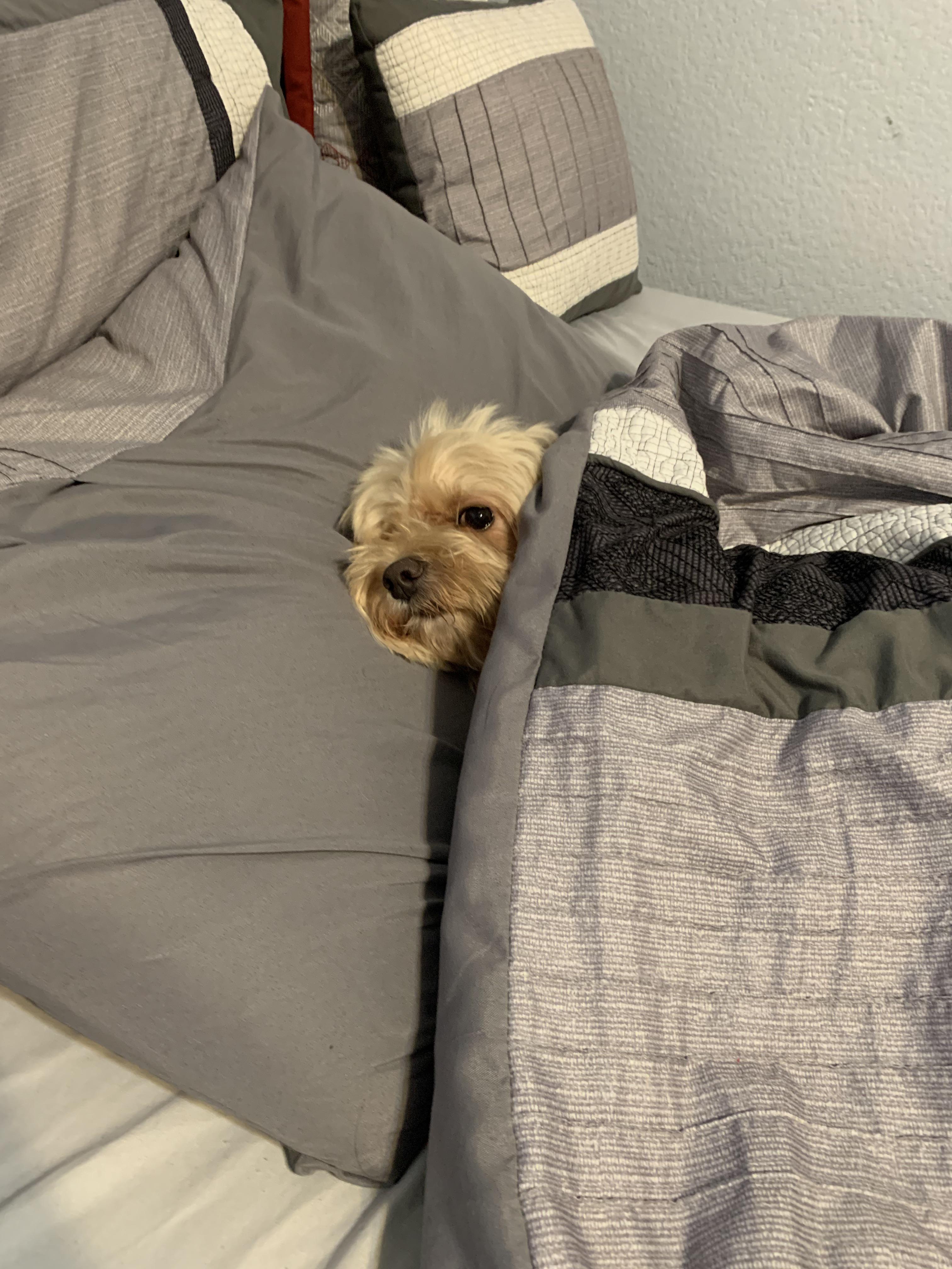 Cozy Scrolller