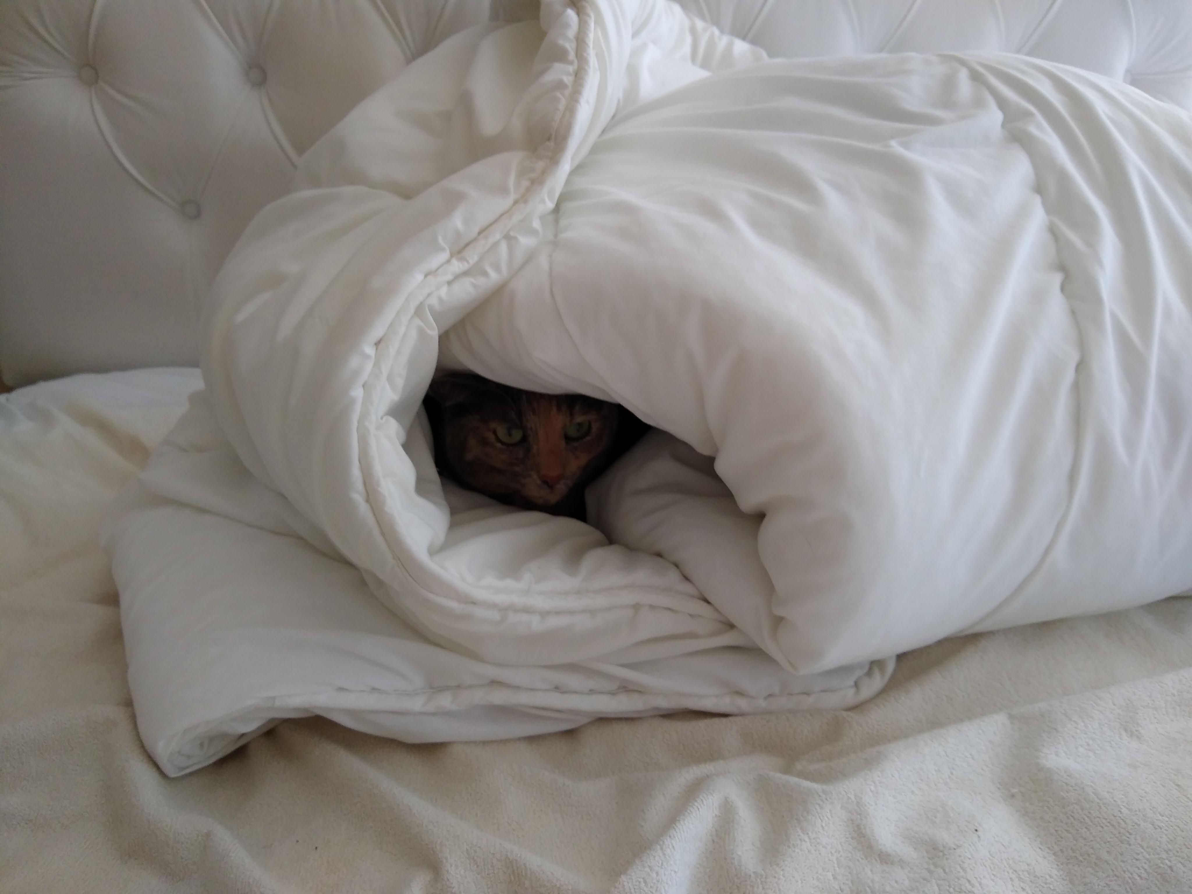 Cozy in the blanket | Scrolller