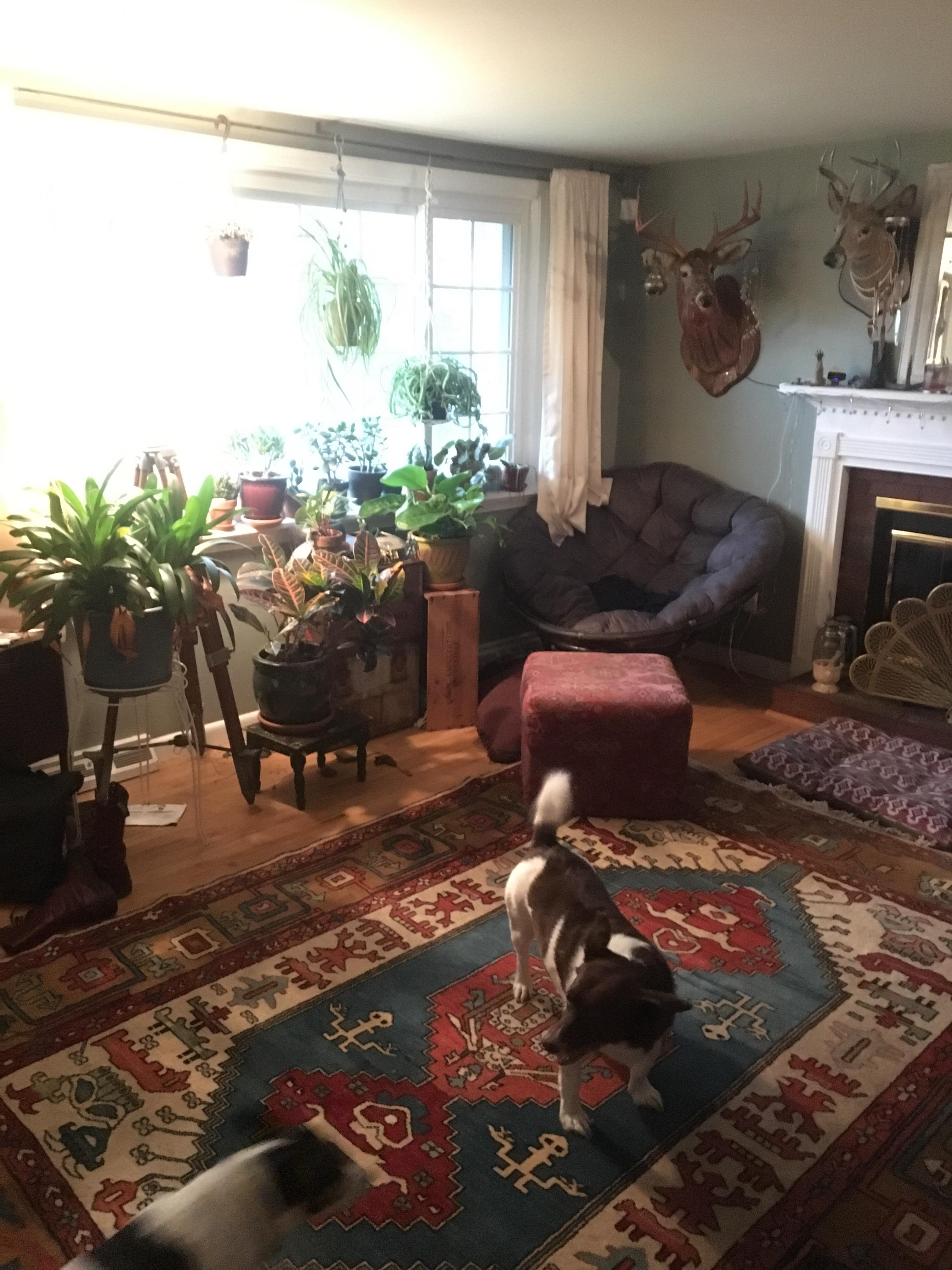 Cozy living room space. Plus dogs. | Scrolller