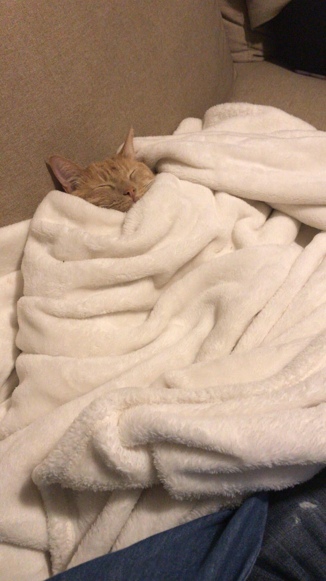 Cozy purrito | Scrolller