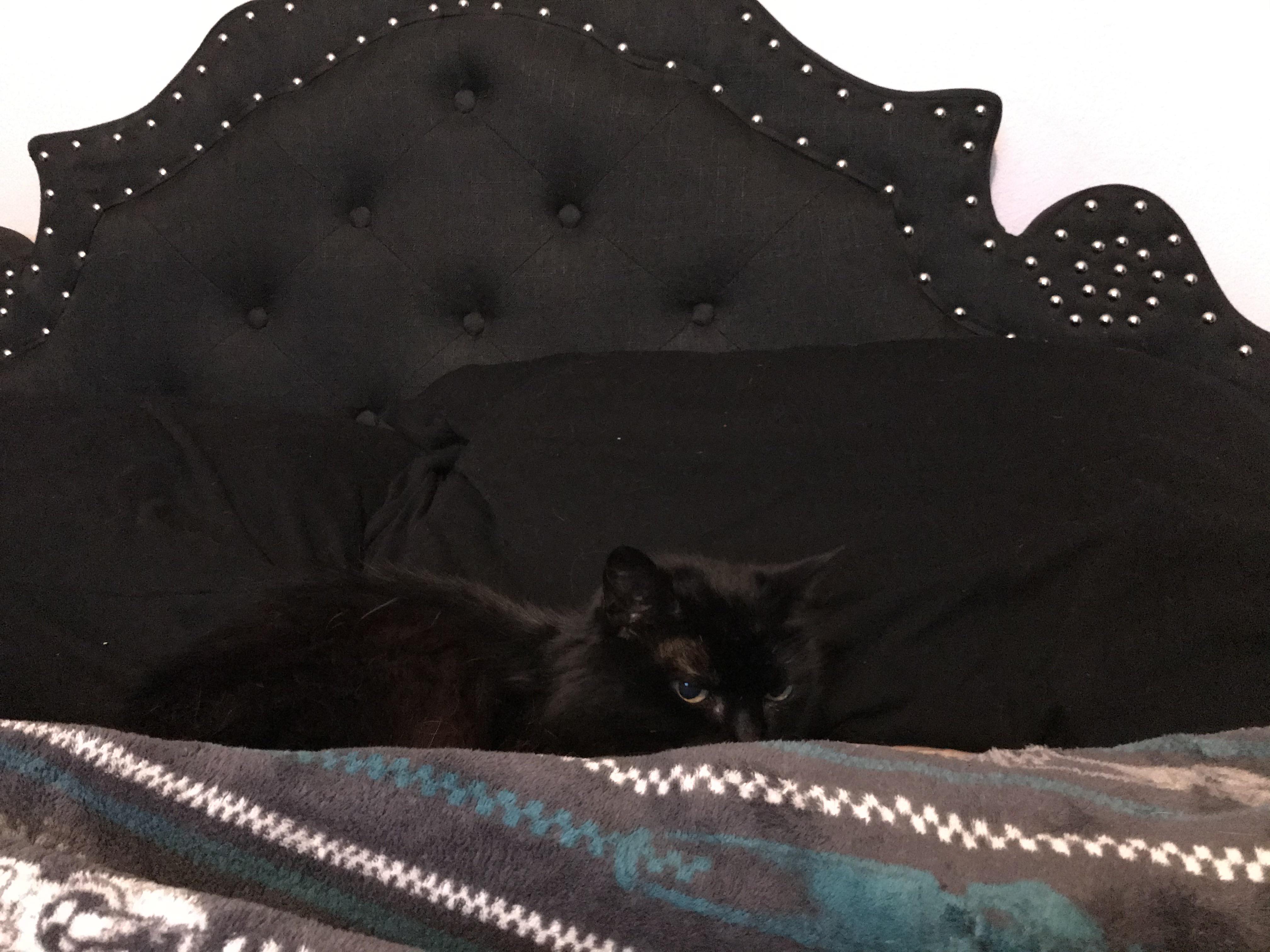 Cozy Void | Scrolller