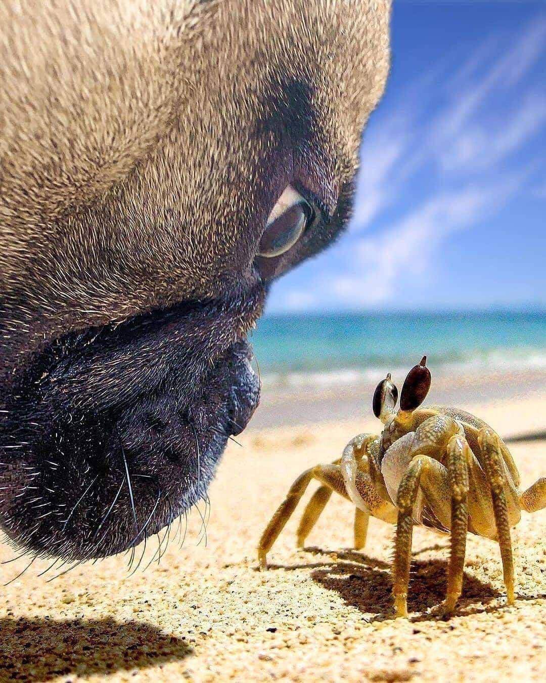 crab rulex | Scrolller