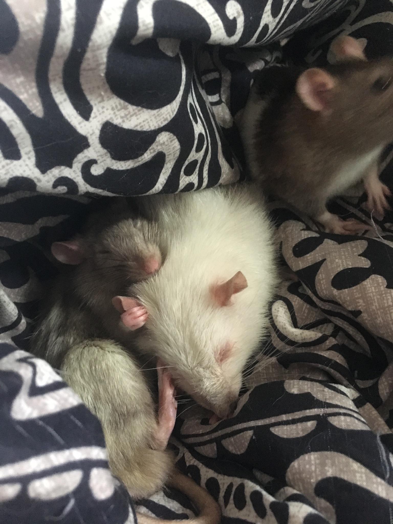 Cuddle buddies | Scrolller