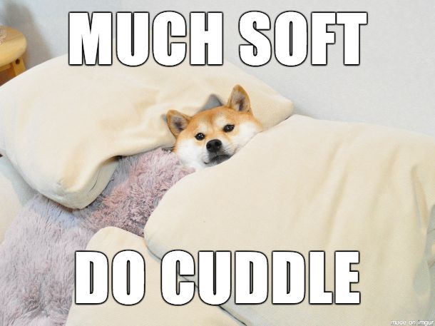 Cuddle Doge | Scrolller