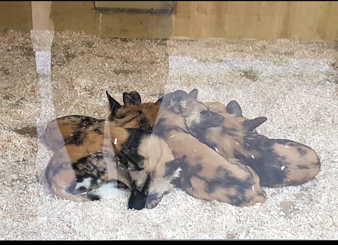 cuddle puddle at the zoo! | Scrolller