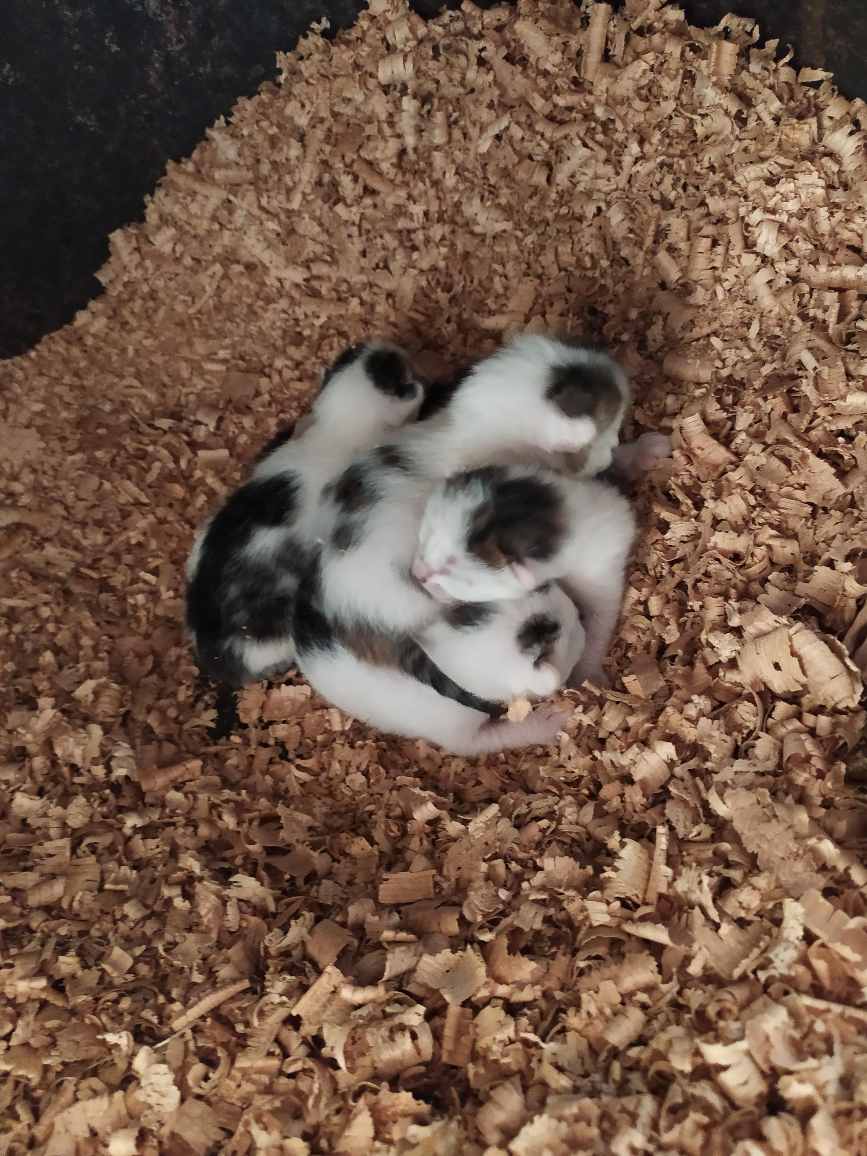 Cuddle puddle in the woodwork shop | Scrolller