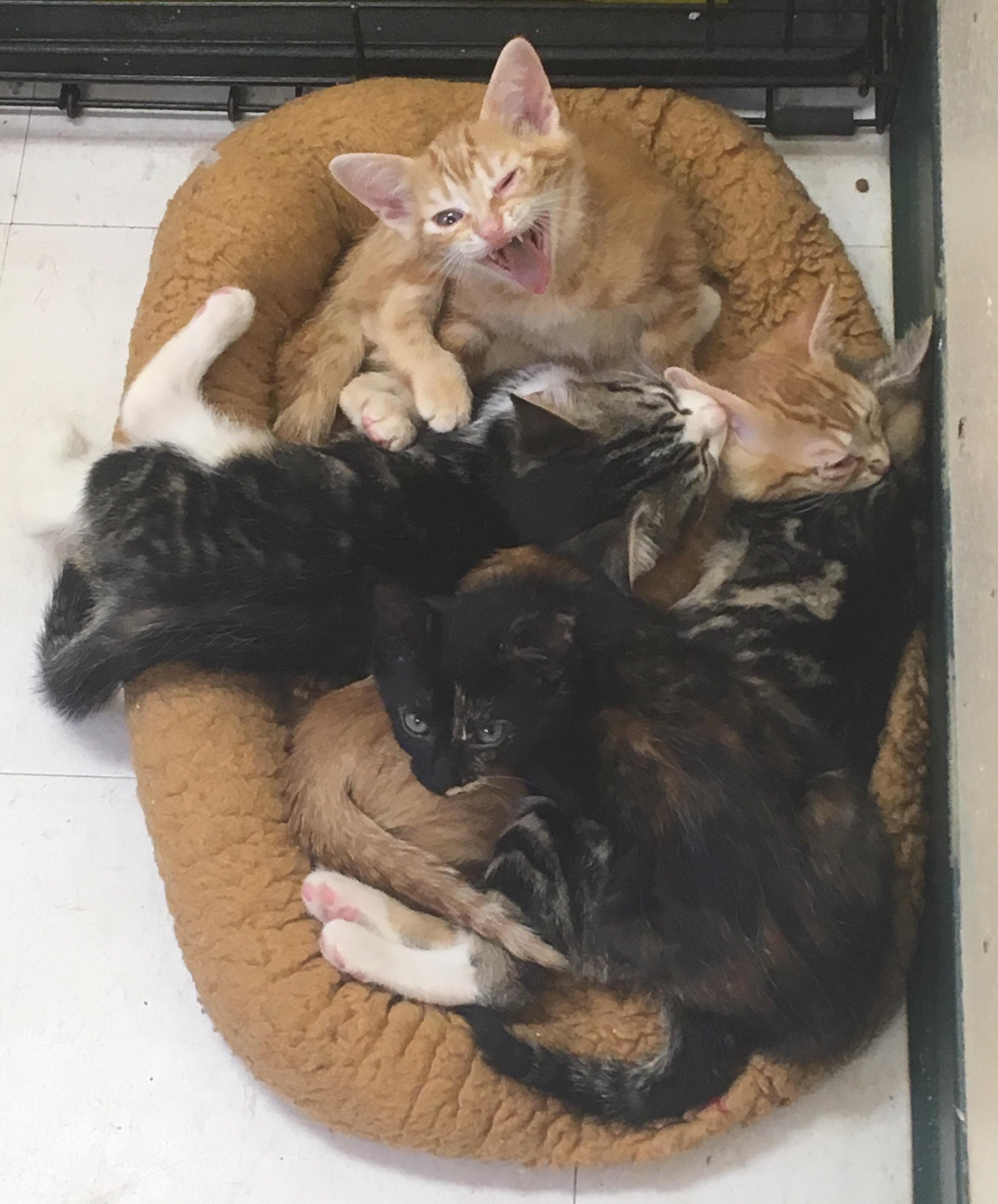 Cuddle puddle of kittens from the shelter I work at | Scrolller