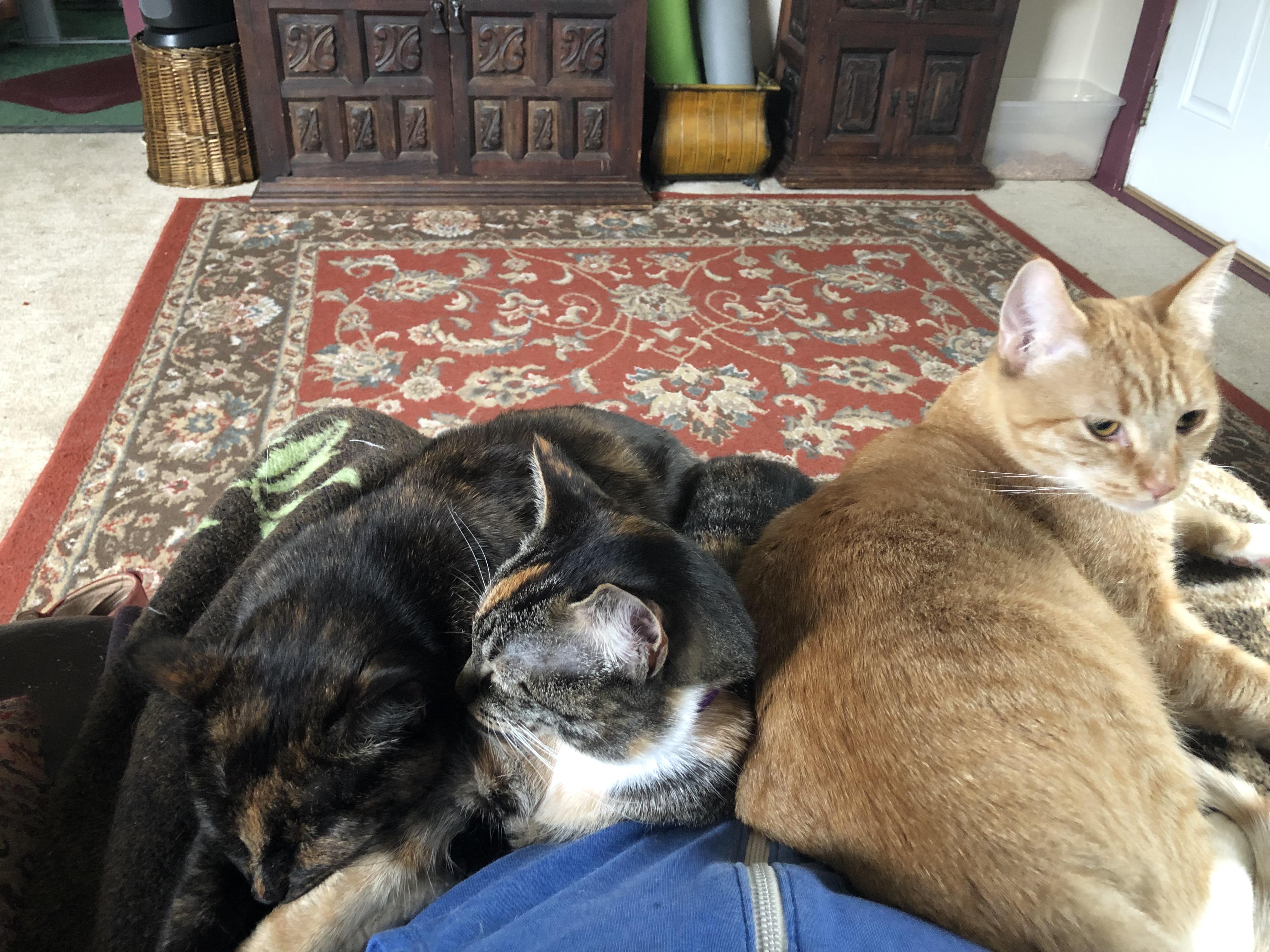 Cuddle puddle on my lap on a sick day. | Scrolller