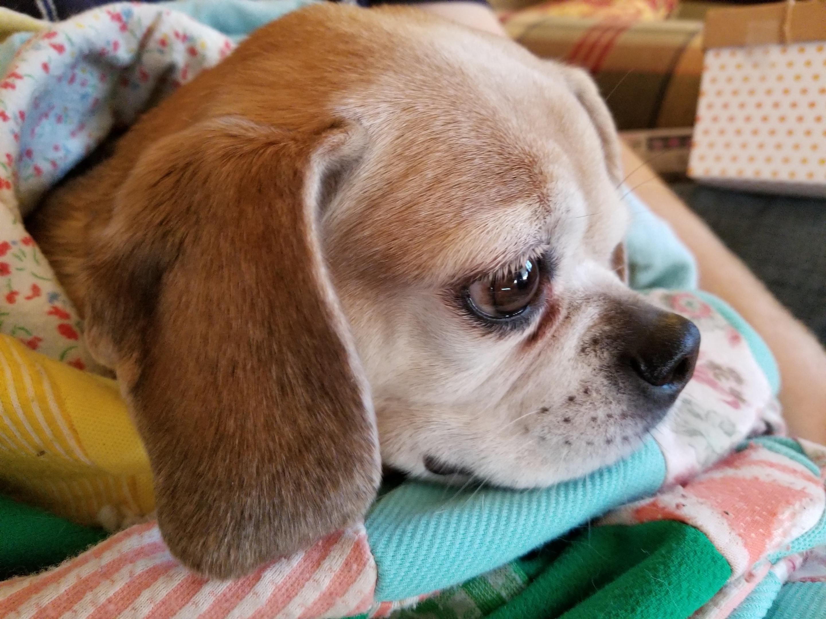 Cuddle puggle | Scrolller