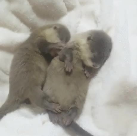 Cuddly baby otters | Scrolller