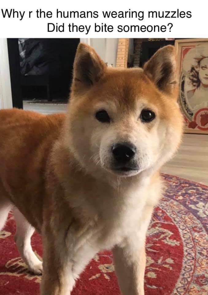 Curious boi | Scrolller