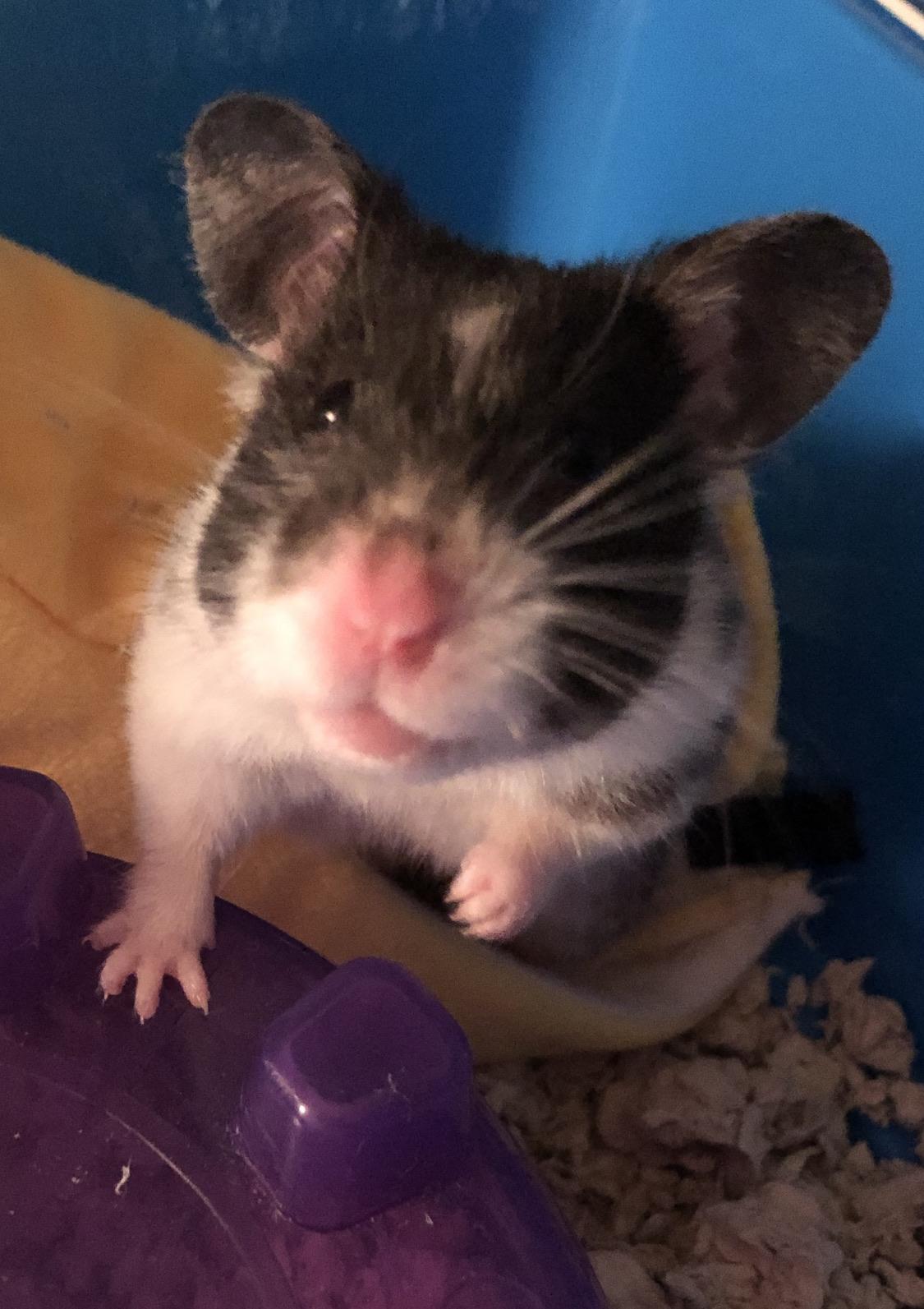 curious hamster grabbies | Scrolller