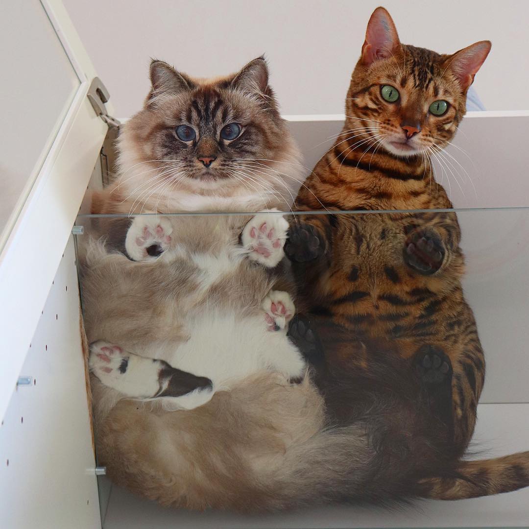 Curious kitties. | Scrolller