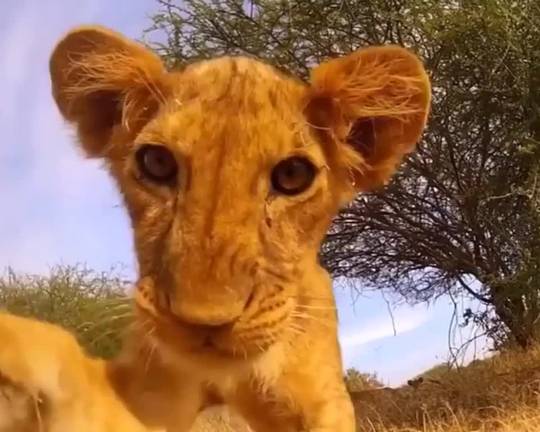 Curious lion | Scrolller