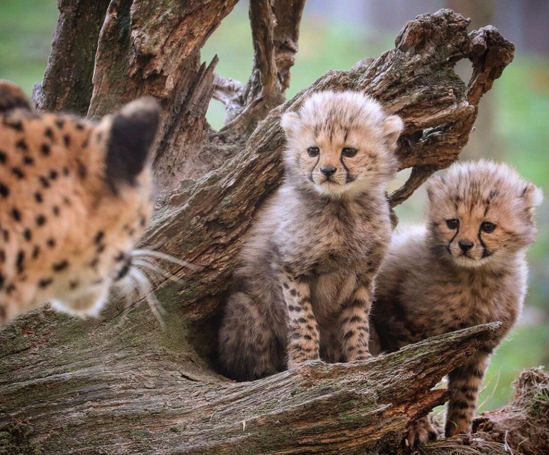 Curious Little Floof Balls | Scrolller