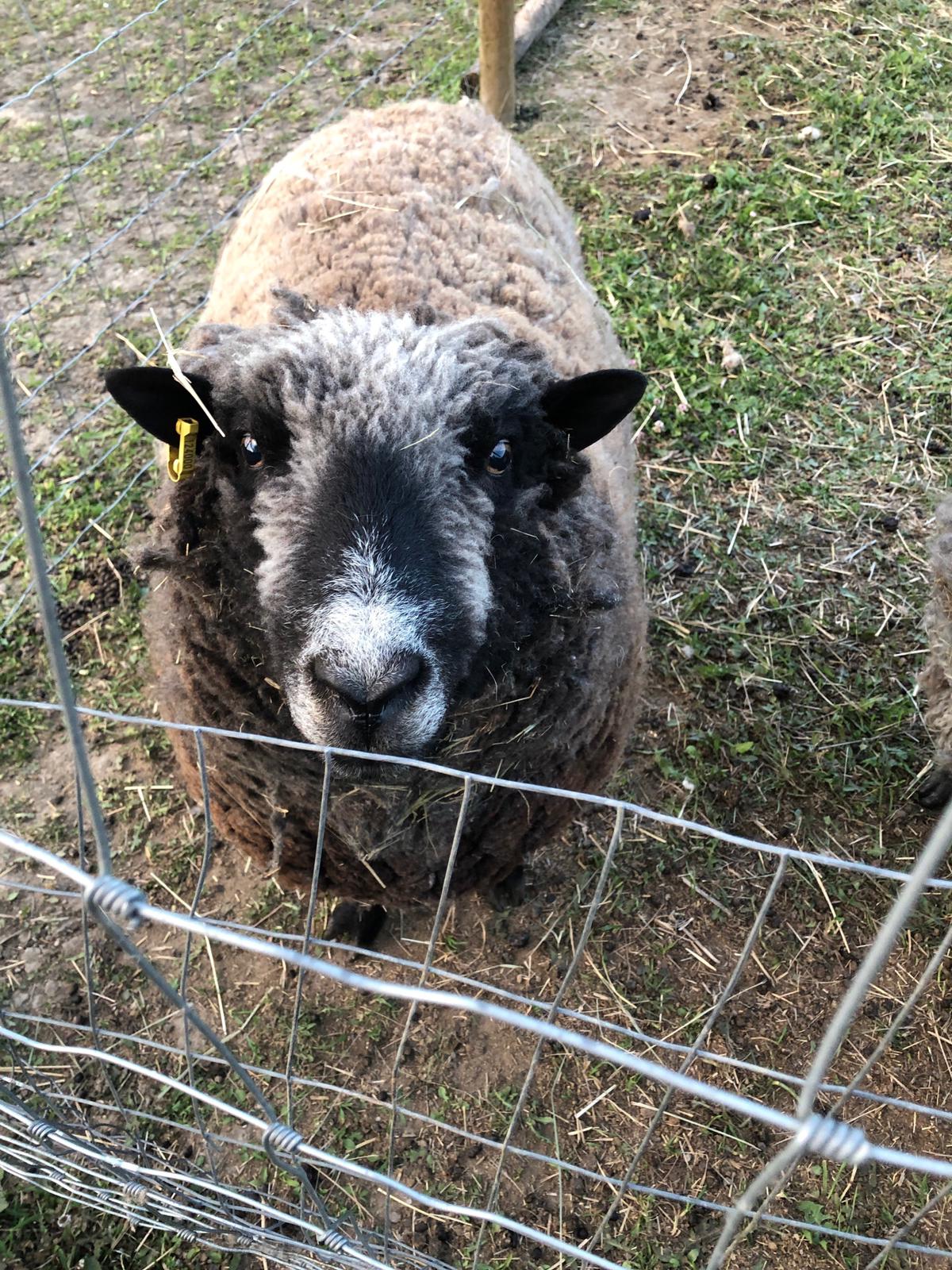 Curious sheep | Scrolller