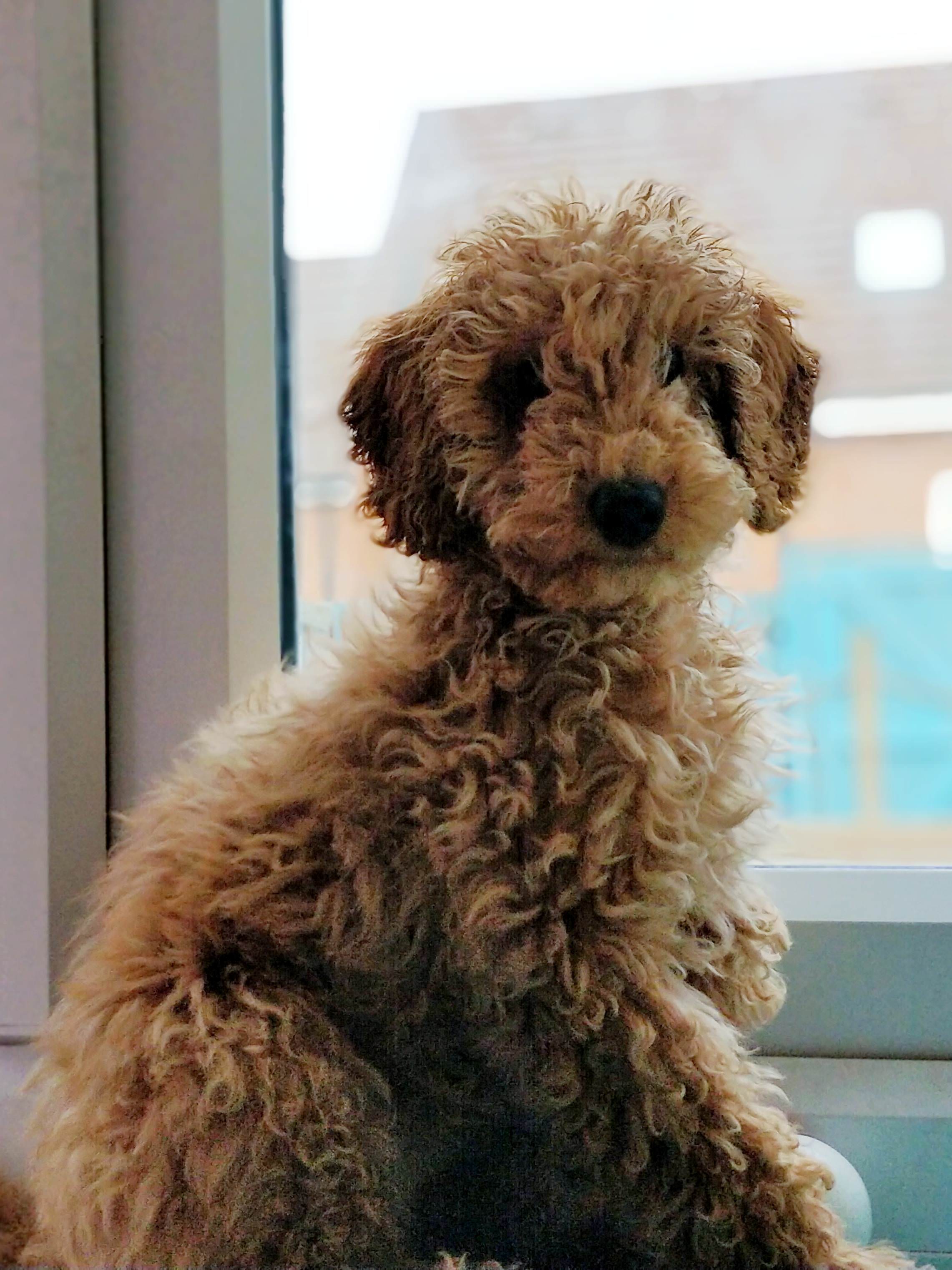 Curly Goodboy | Scrolller