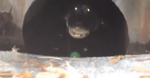 Cursed_alligator | Scrolller