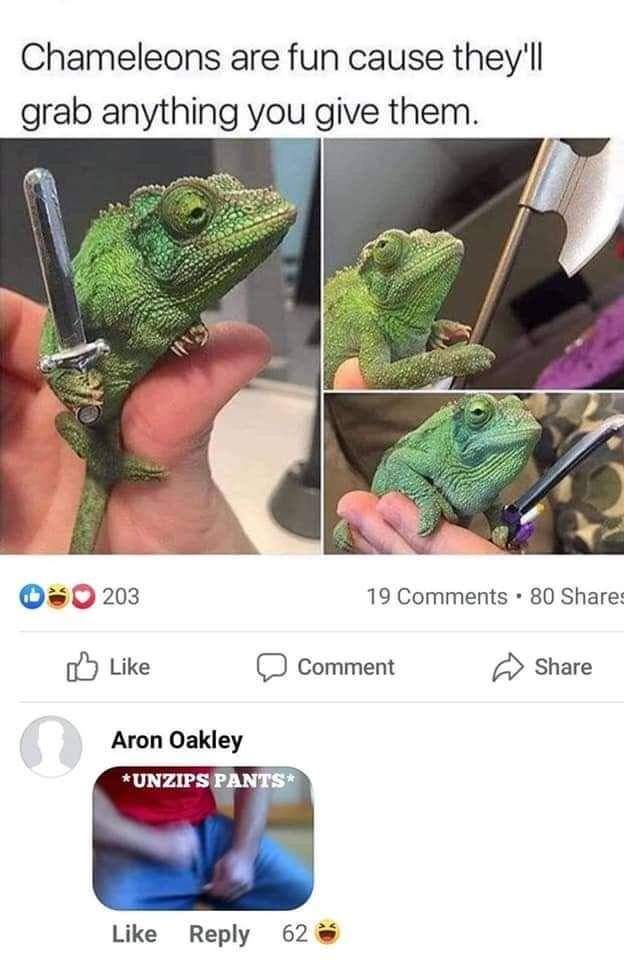 Cursed_chameleon. | Scrolller