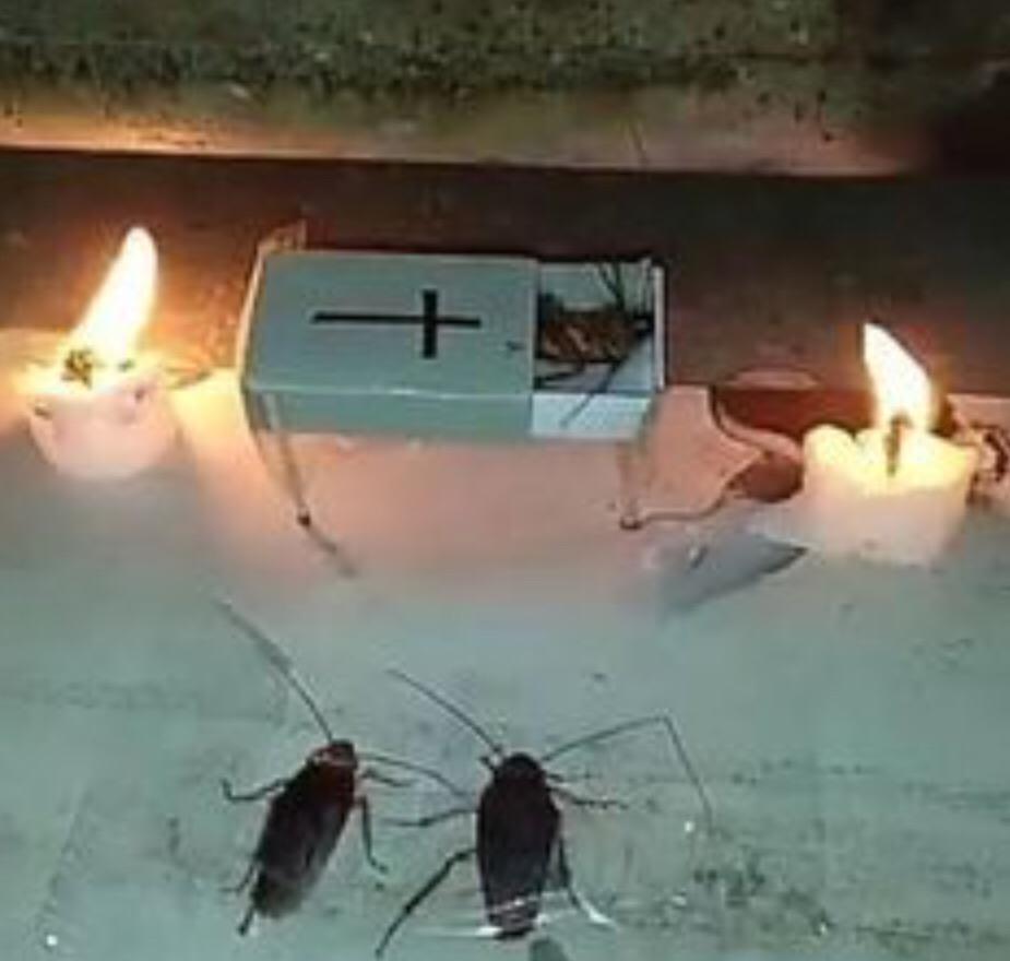 Cursed_Cockroaches | Scrolller