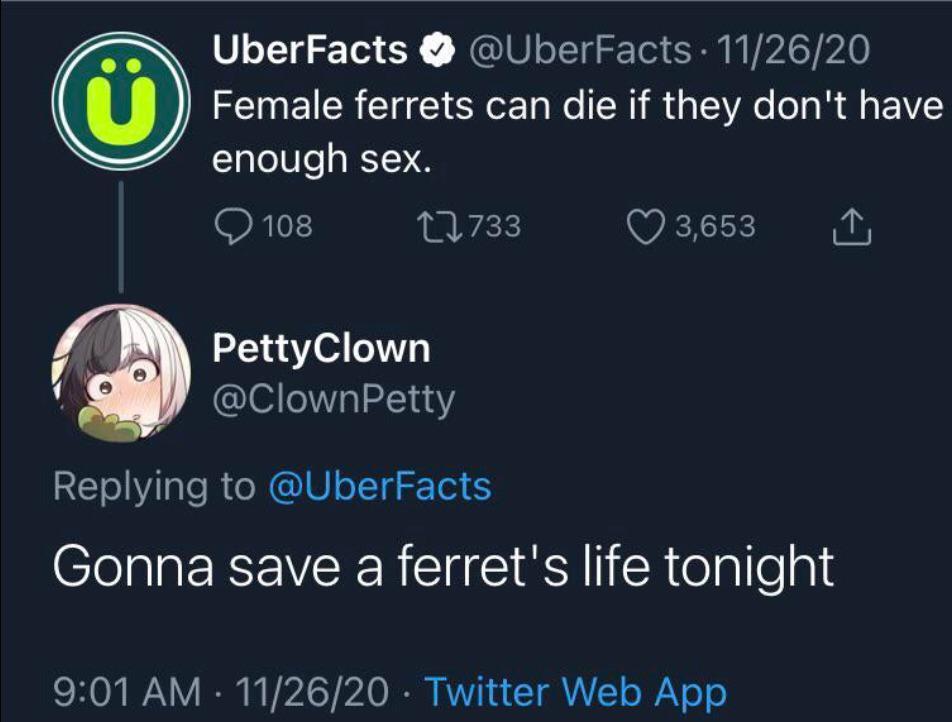 Cursed ferret | Scrolller