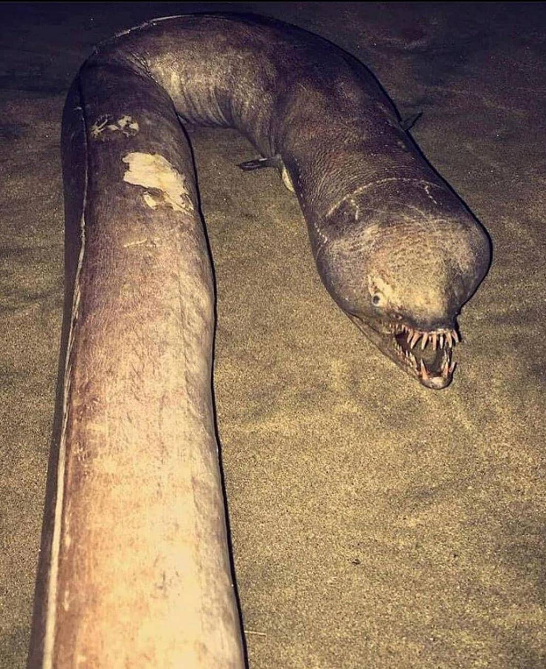 cursed_ fish | Scrolller