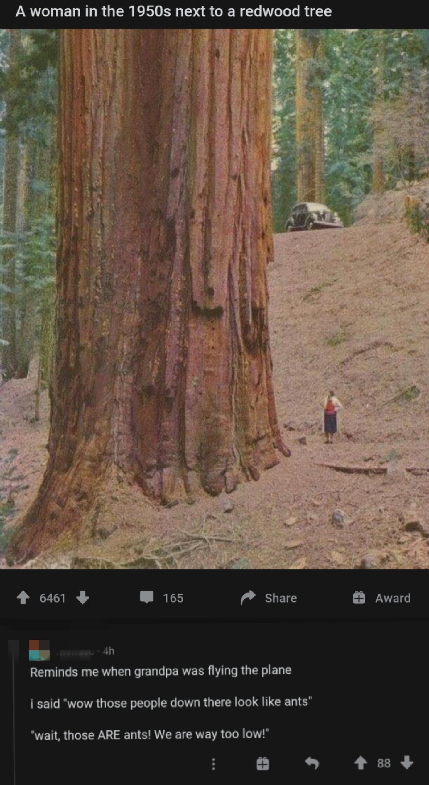 Cursed Grandpa | Scrolller