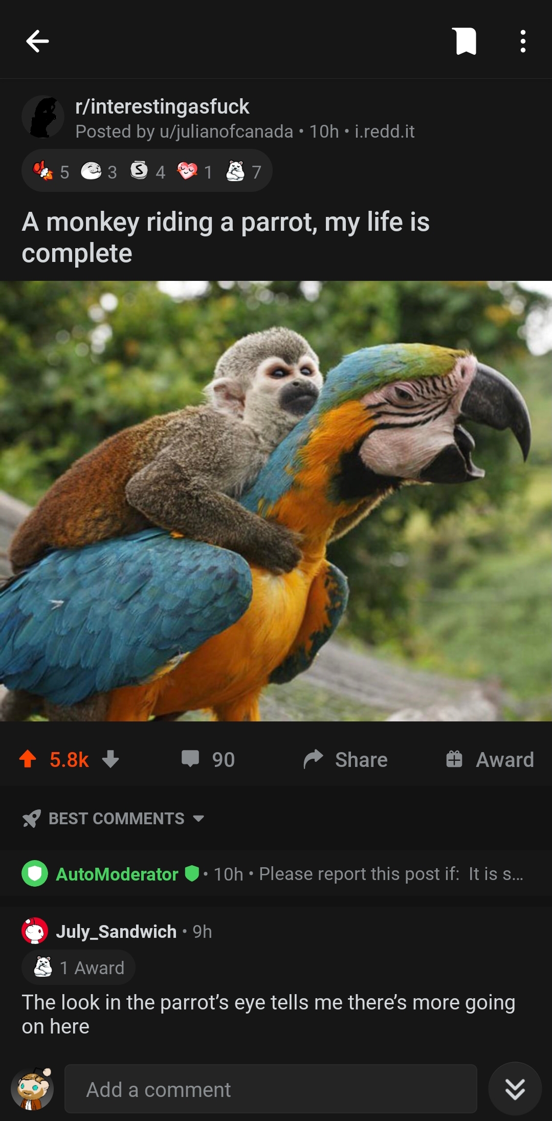 Cursed_Parrot | Scrolller