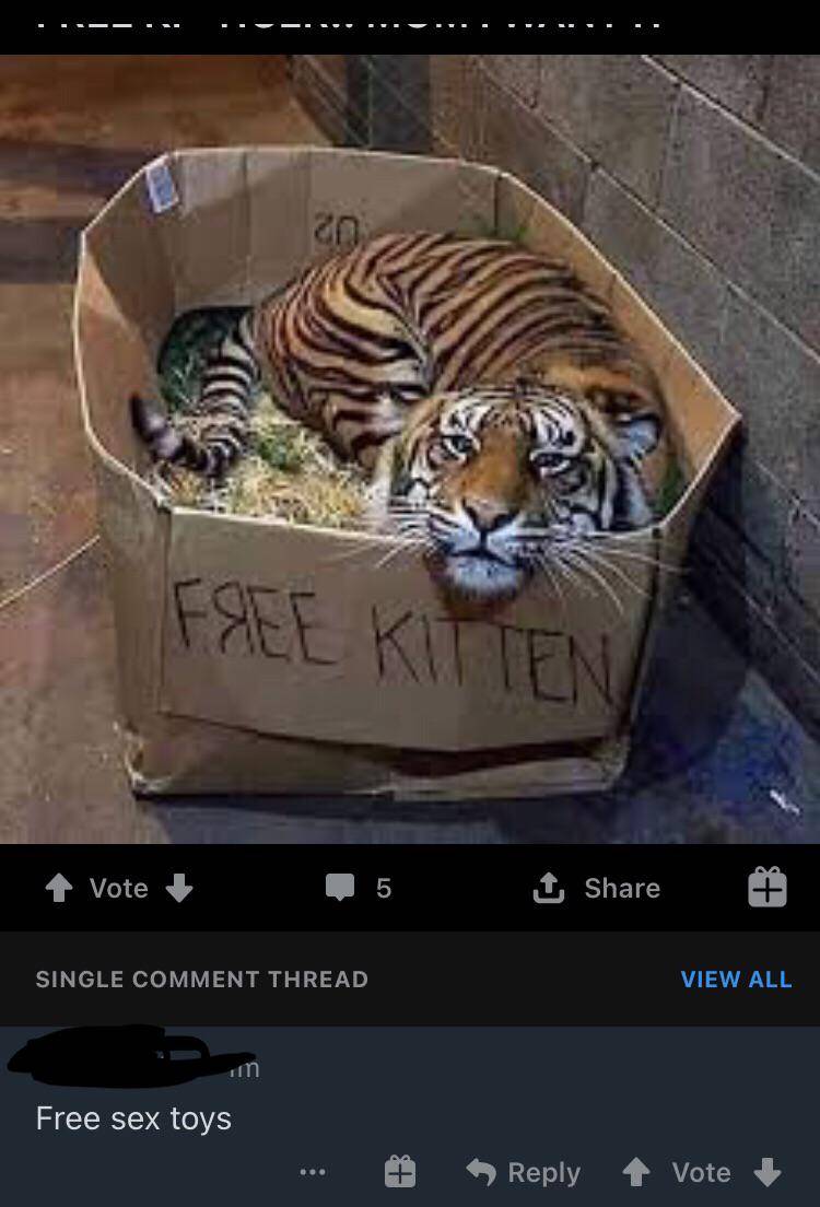 Cursed_toys | Scrolller