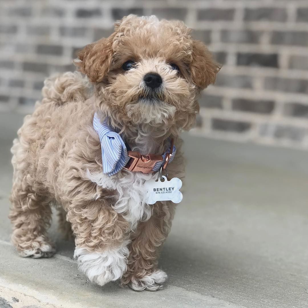 cute and seewt puppy dog | Scrolller