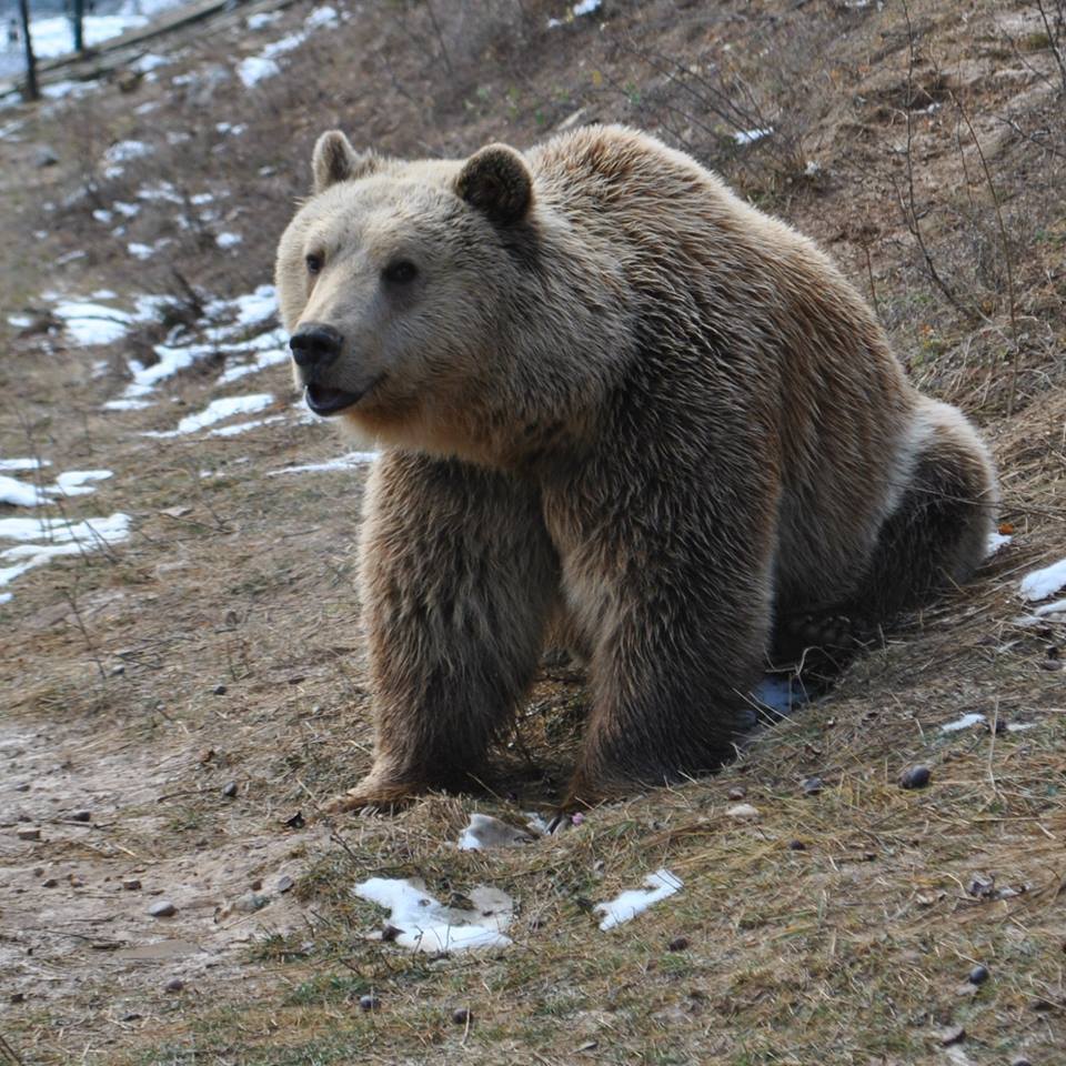 Cute bear named Tomi, rescued by Four Paws UK | Scrolller
