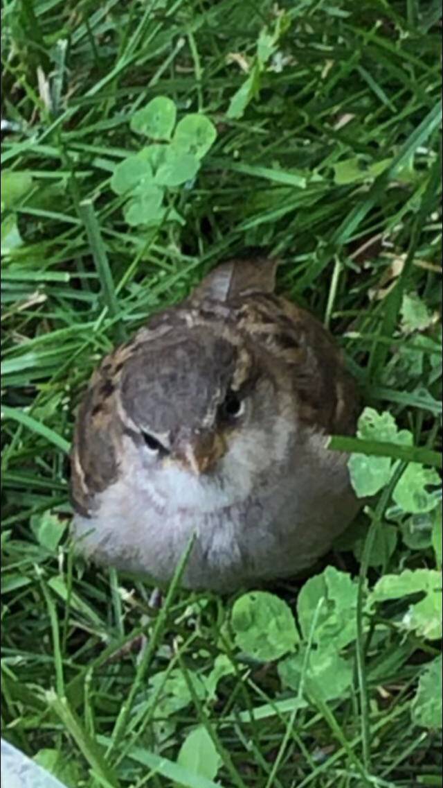 cute birb from my yard | Scrolller