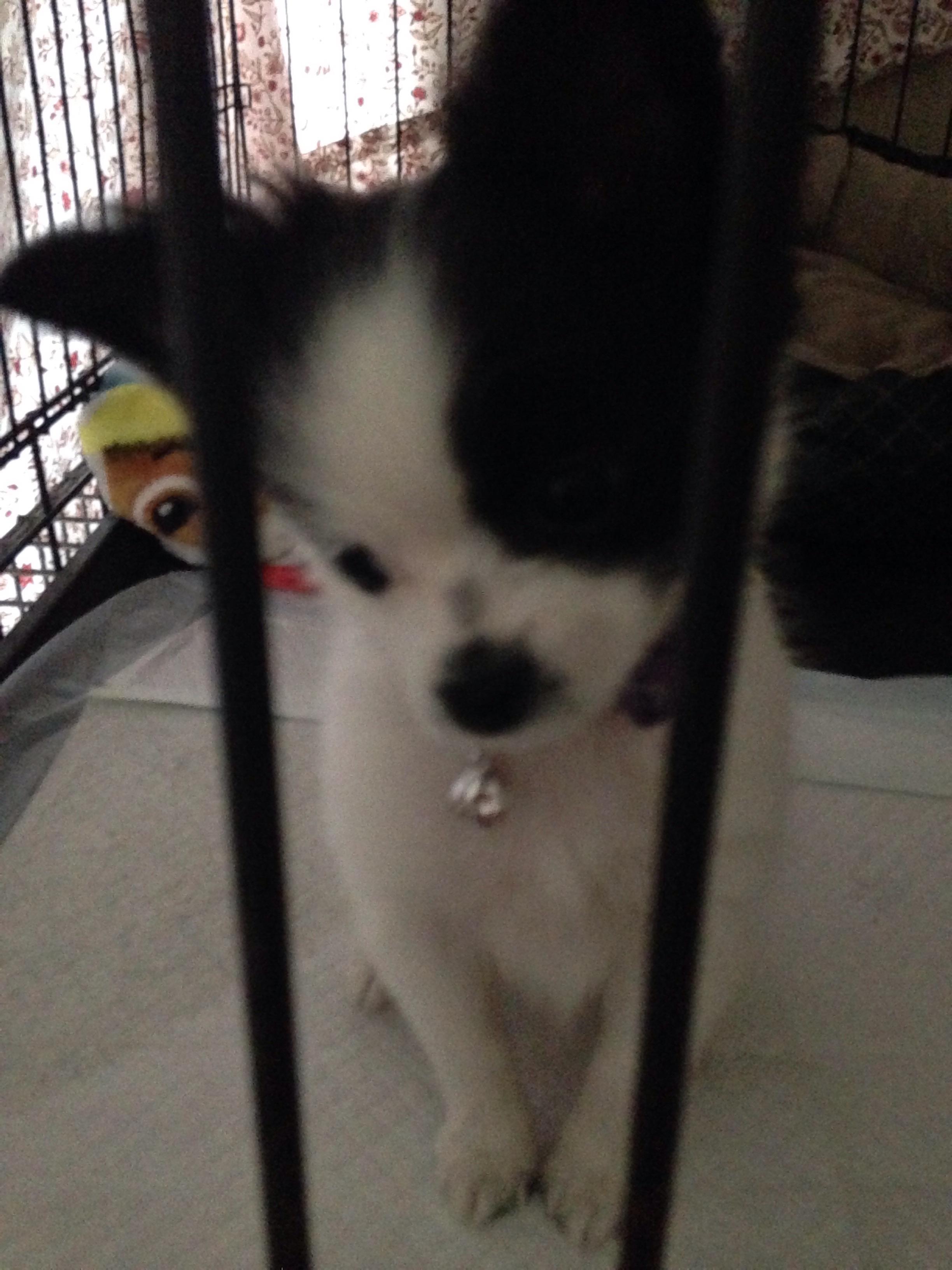 Cute dog | Scrolller