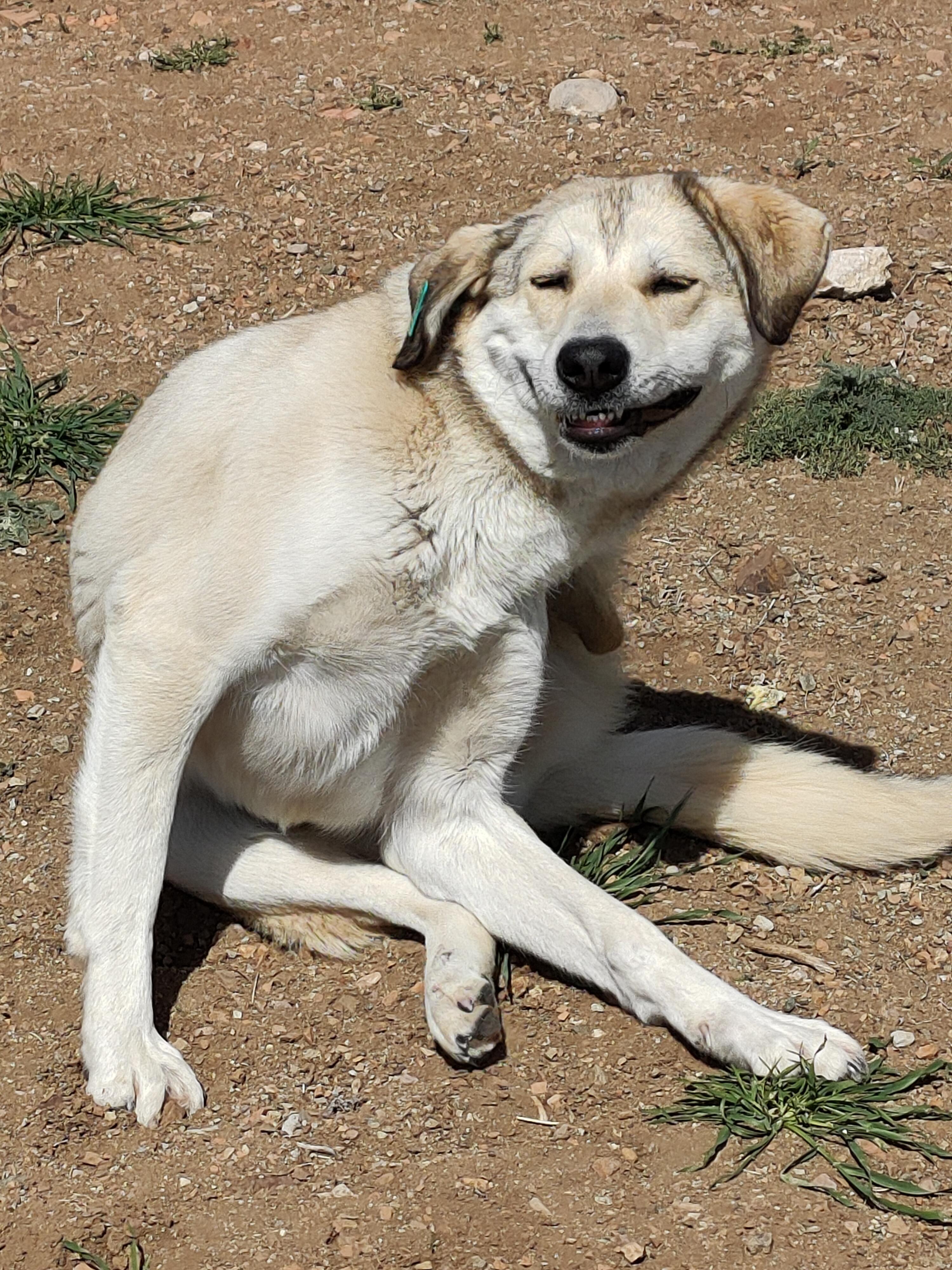 Cute dog | Scrolller