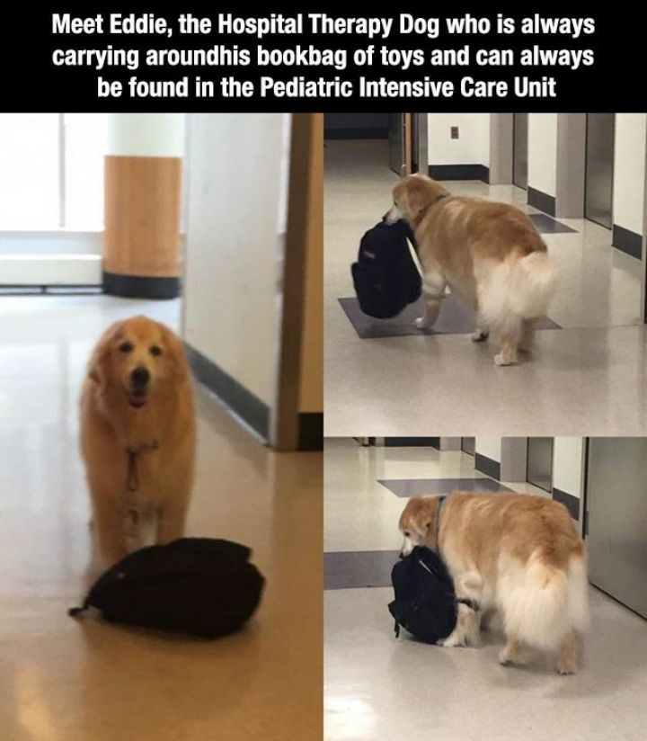 Cute doggo | Scrolller