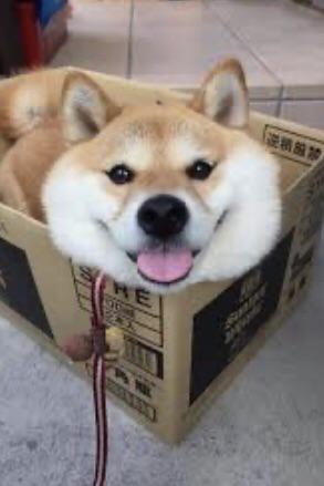 Cute Doggo in box | Scrolller