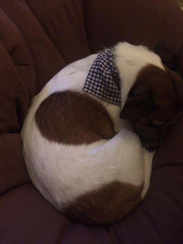 Cute doggo sleeping | Scrolller