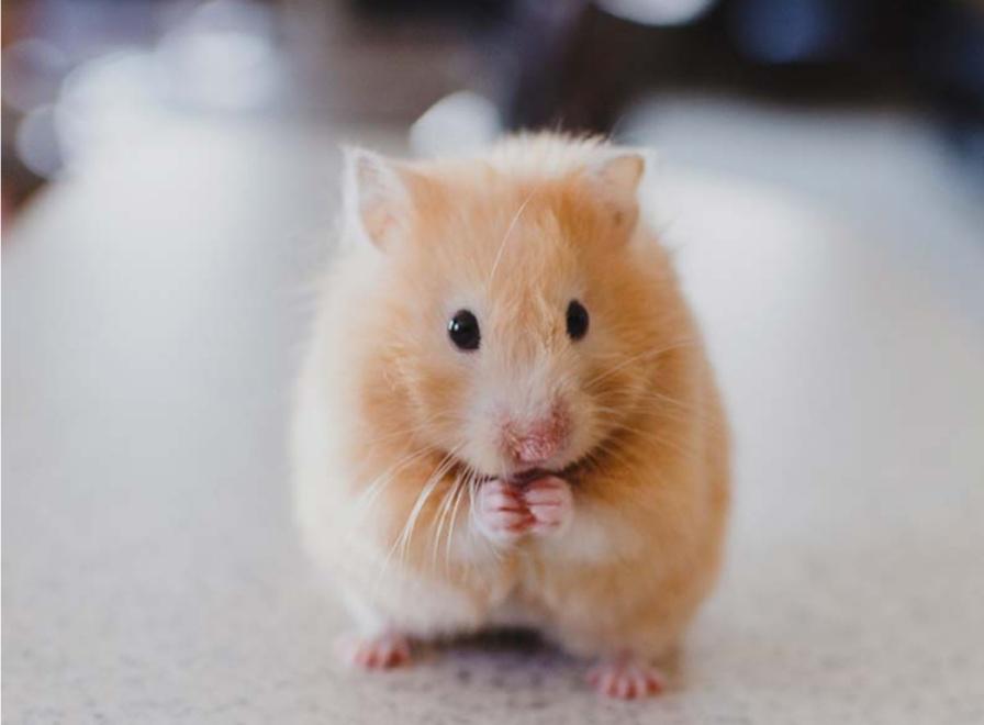 Cute hamster.... | Scrolller