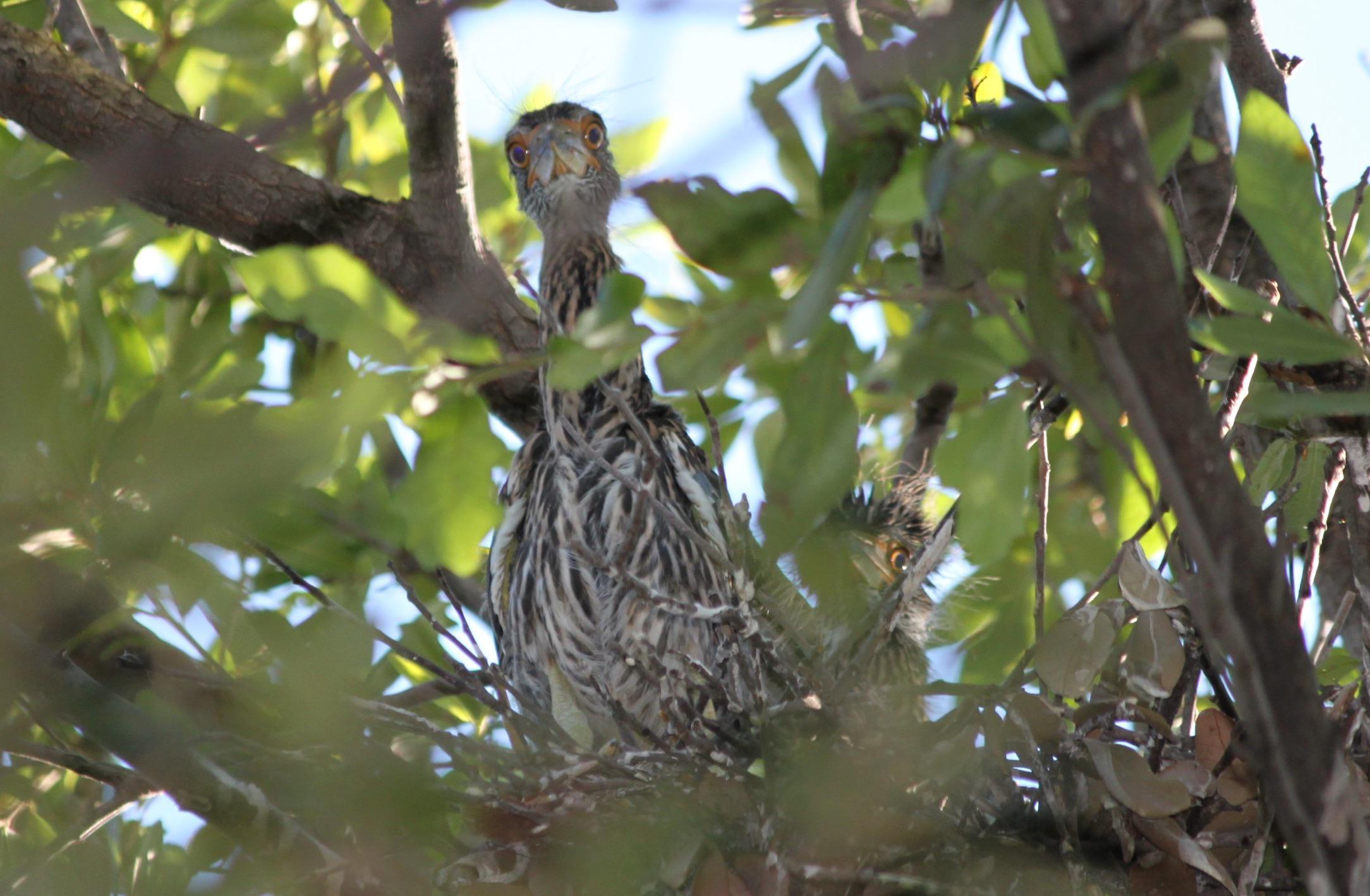 Cute? Heron babies in our tree | Scrolller