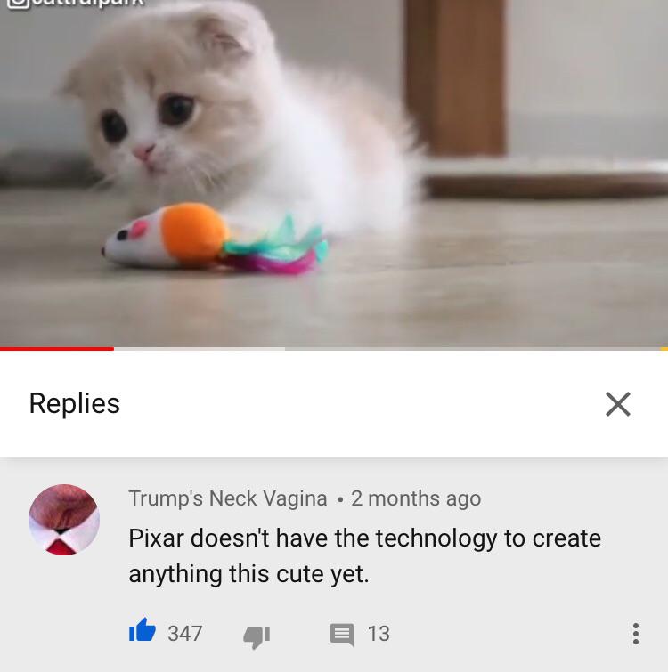 Cute kitten | Scrolller