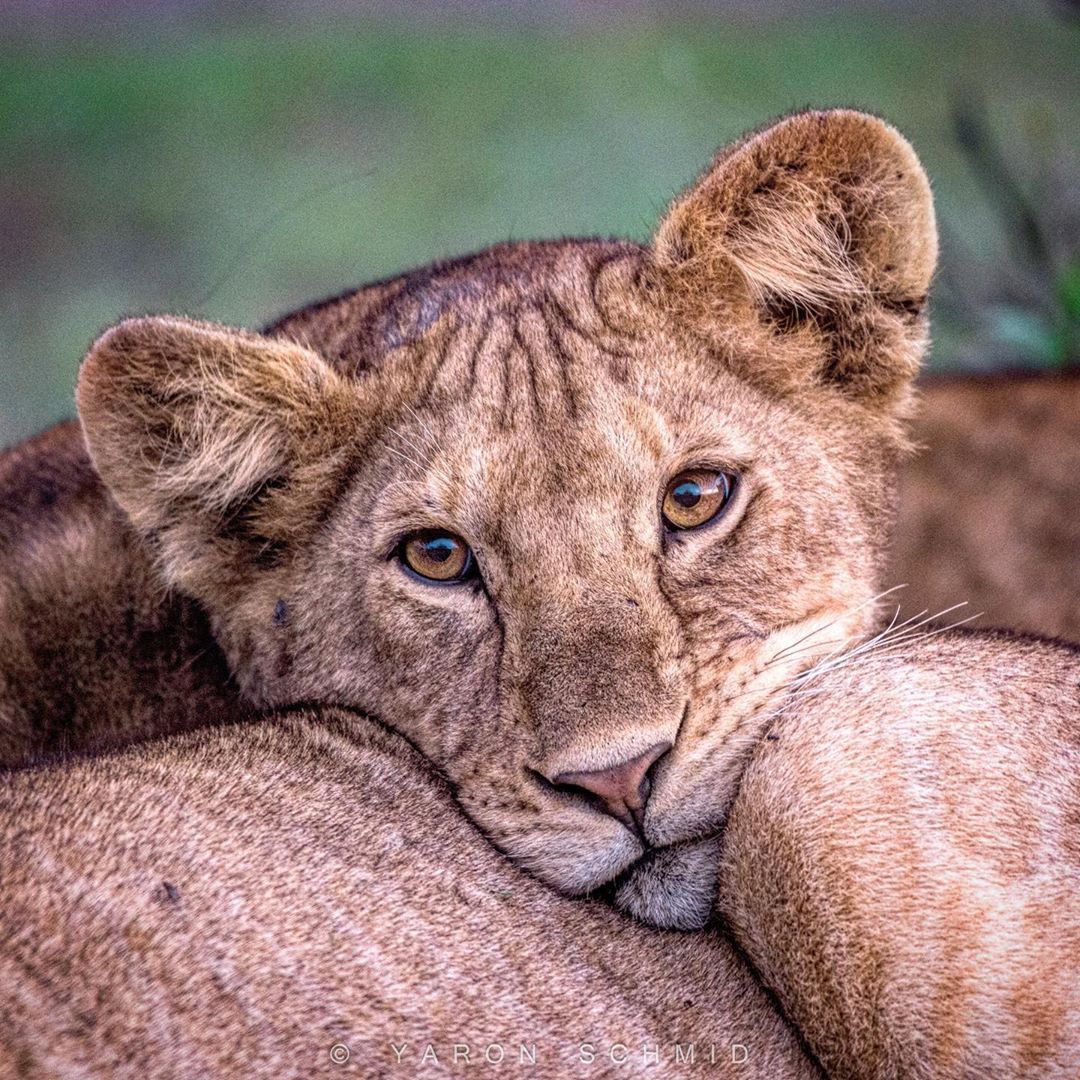 Cute Lion Cub | Scrolller