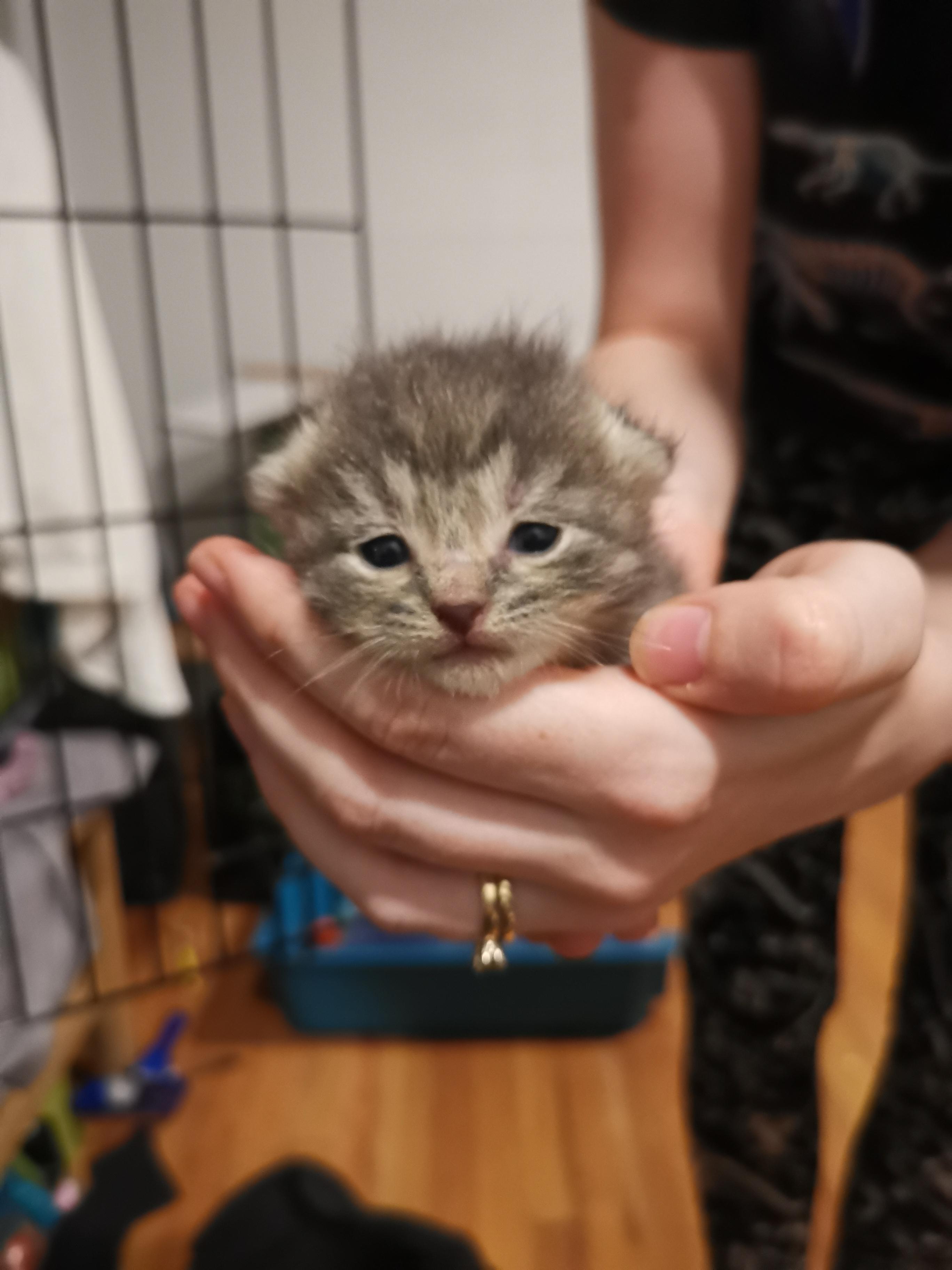 Cute little concerned foster kitten 😻 | Scrolller