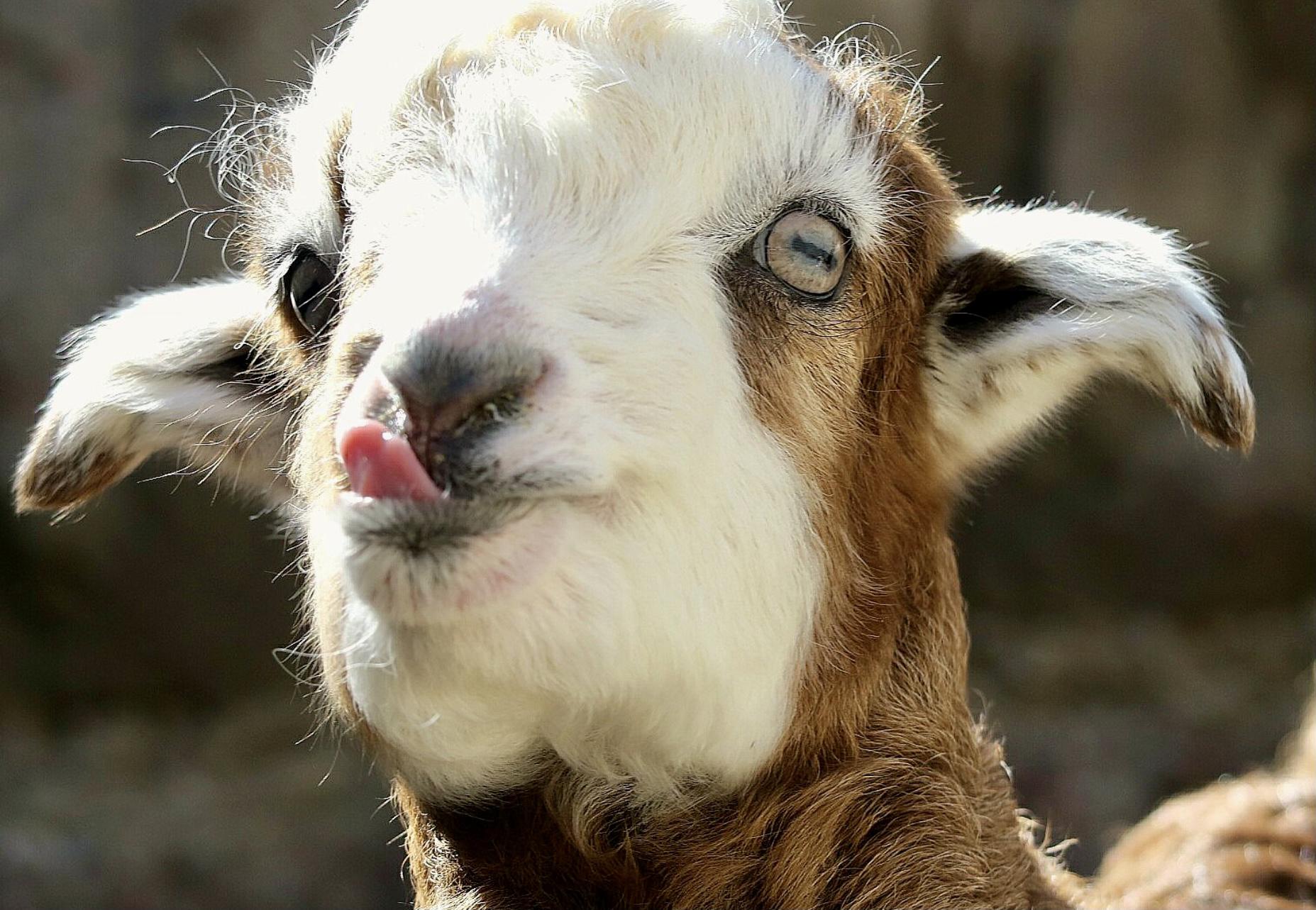 Cute Little Goat Blup | Scrolller